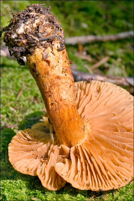 Cortinarius callisteus - Rhabarberfüssiger Rauhkopf